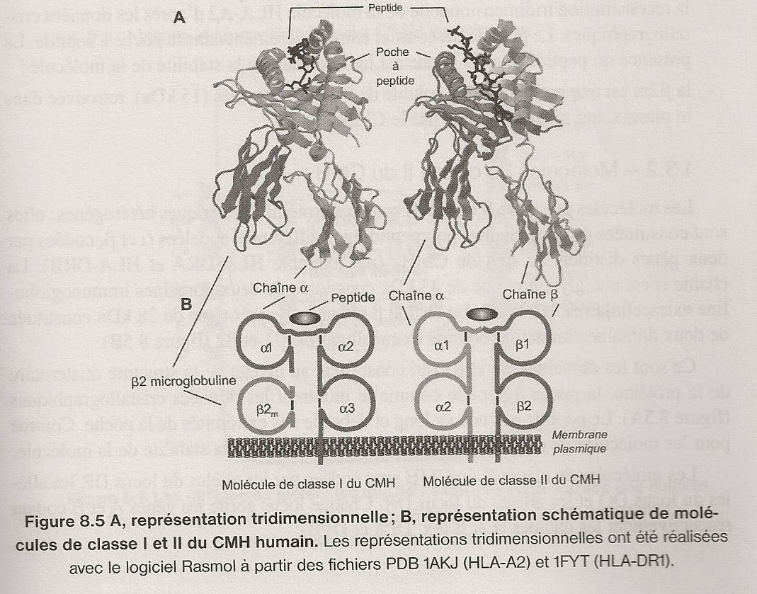 Quand la grippe t'agrippe !: La structure du CMH
