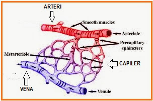 BIOLOGI GONZAGA: KAPILER