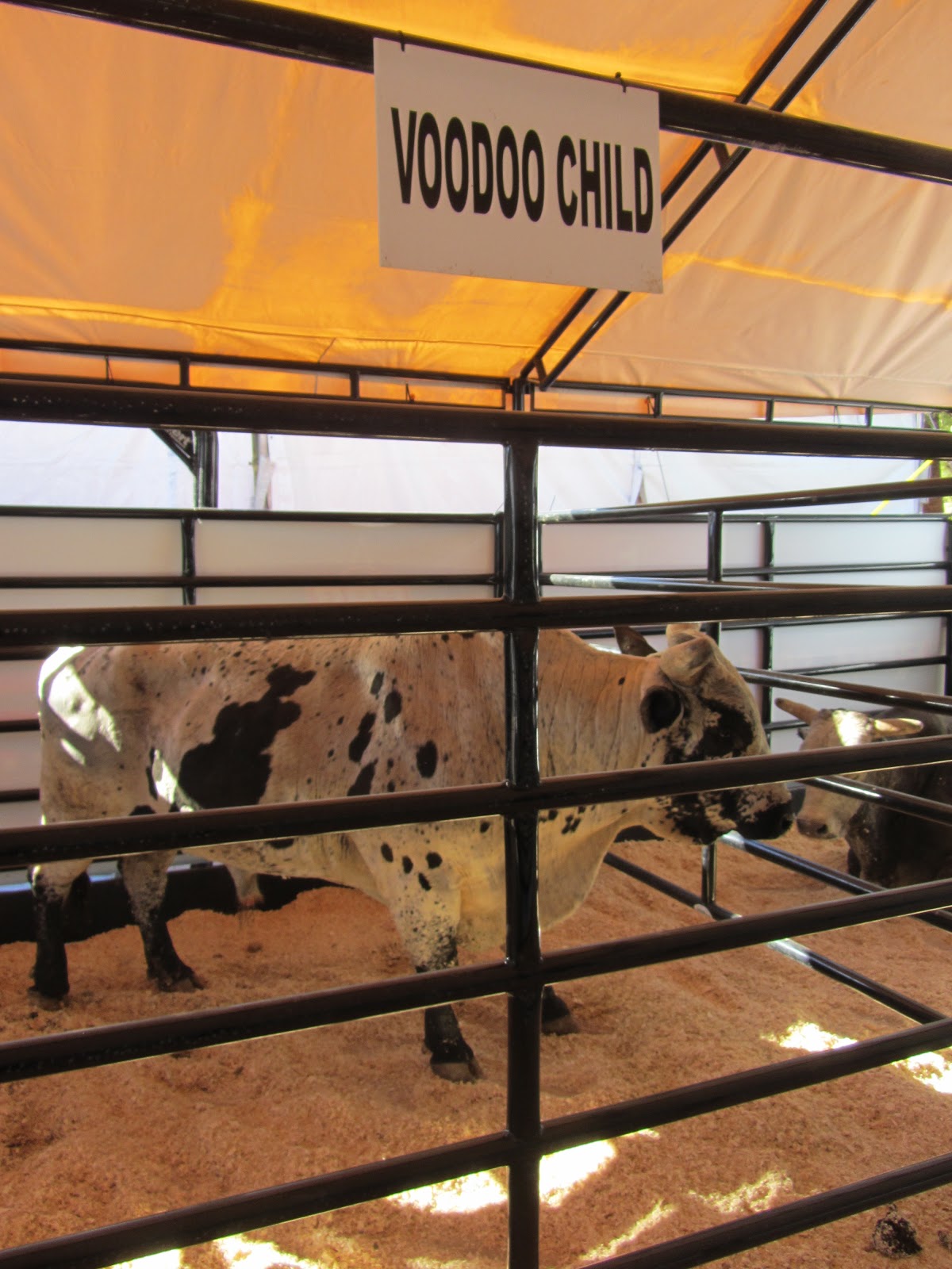 Pbr Bull Voodoo Child
