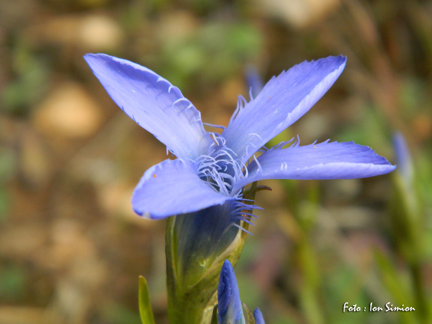 De vorba cu mine însumi: Trâmbița ciobanului