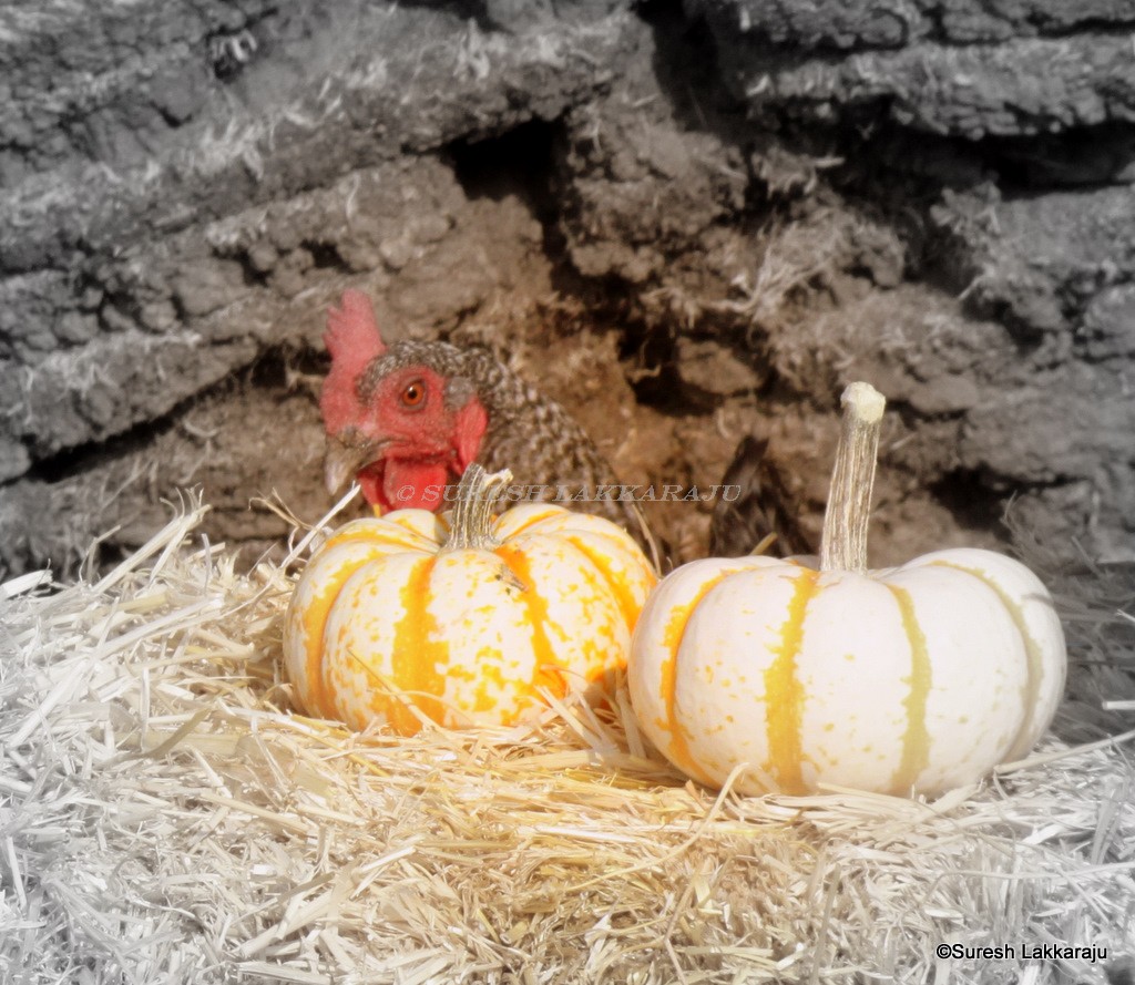 Reflections...: Object Photography