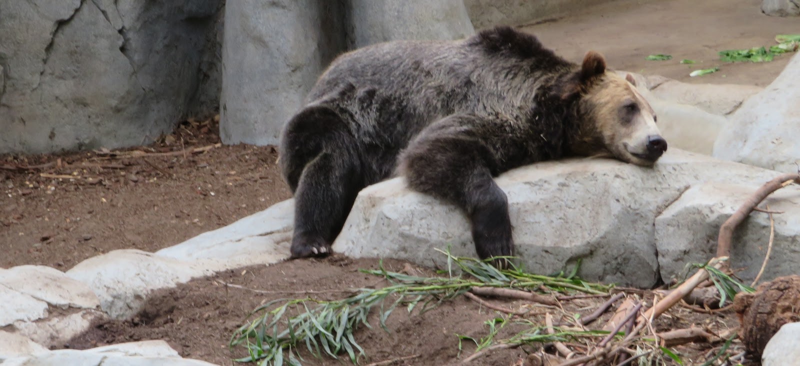 Somewhere Else: Animals in San Diego