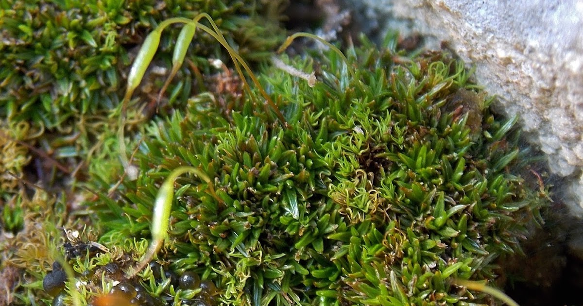 Aloina aloides (Koch ex Schultz) Kindb.