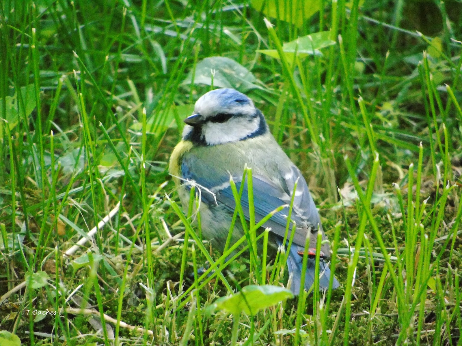 PASARI DIN ROMANIA: PITIGOI ALBASTRU (1), Cyanistes caeruleus