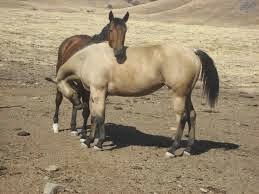 Equine knowledge: Behavior Flash Cards and a Quiz