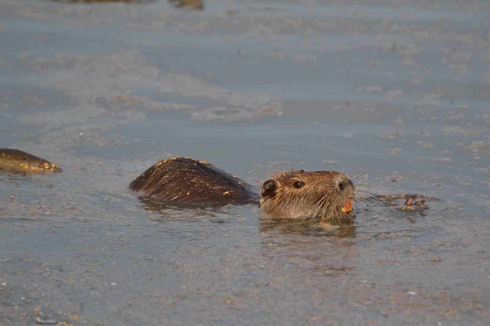 Wright in the Heart of the Wild: River Rats