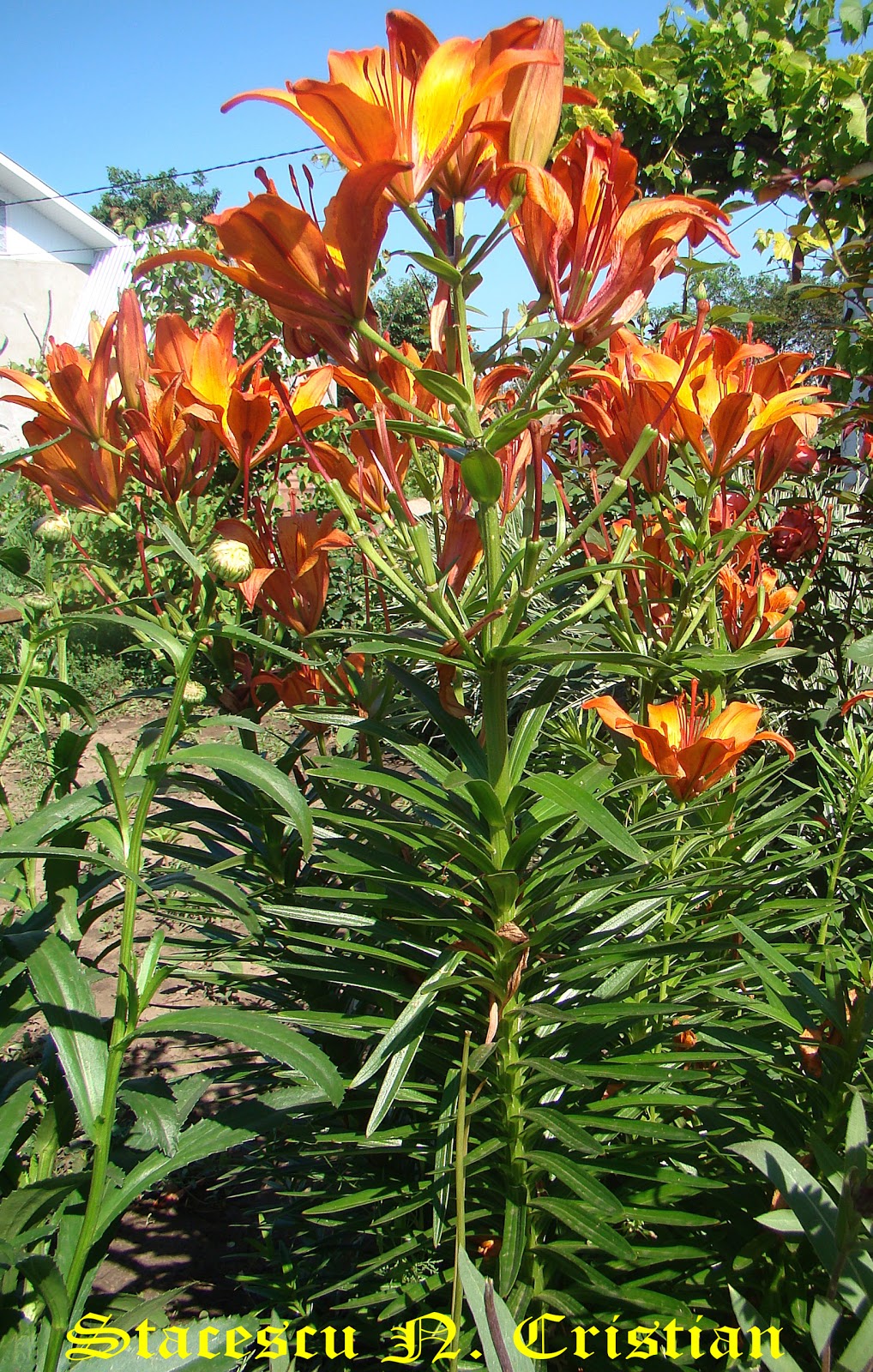 Fotografia, dragostea mea!