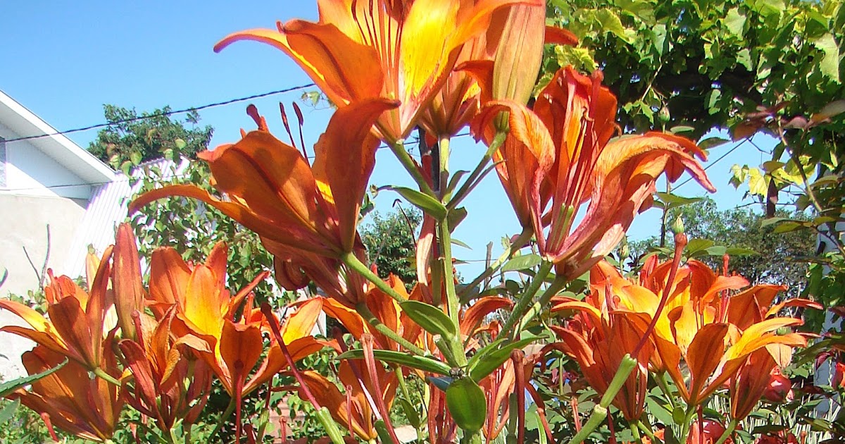 Fotografia, dragostea mea!