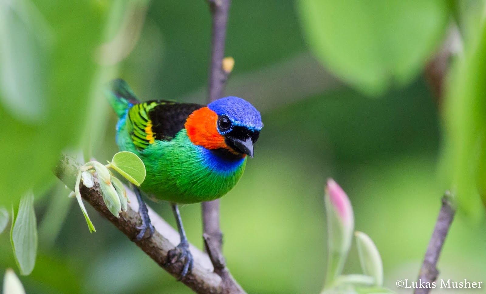 Pictures of Unusual Birds