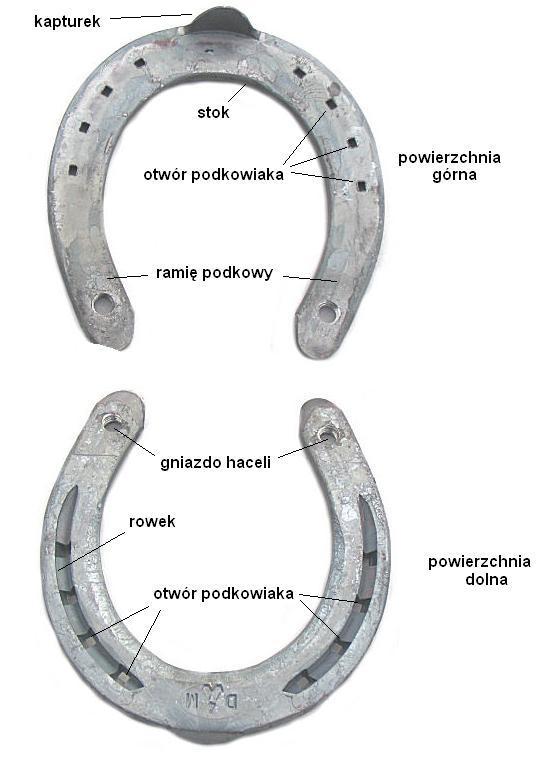 Poznaj świat zwierząt: Konie