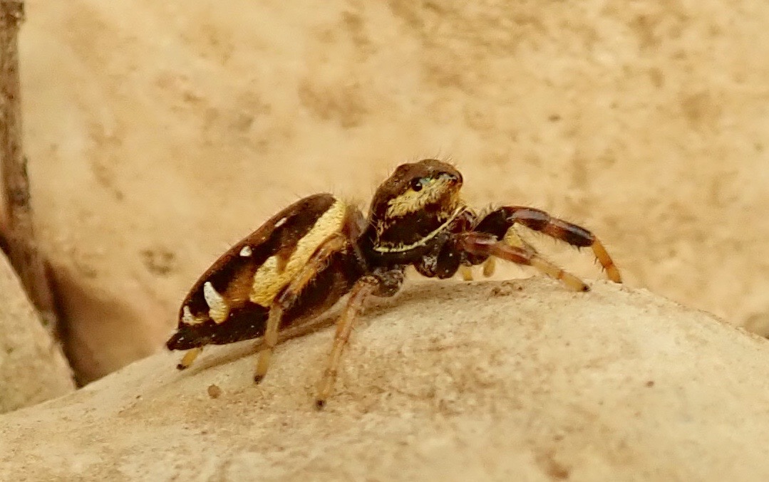 Springfield Plateau: Cute Jumping Spider