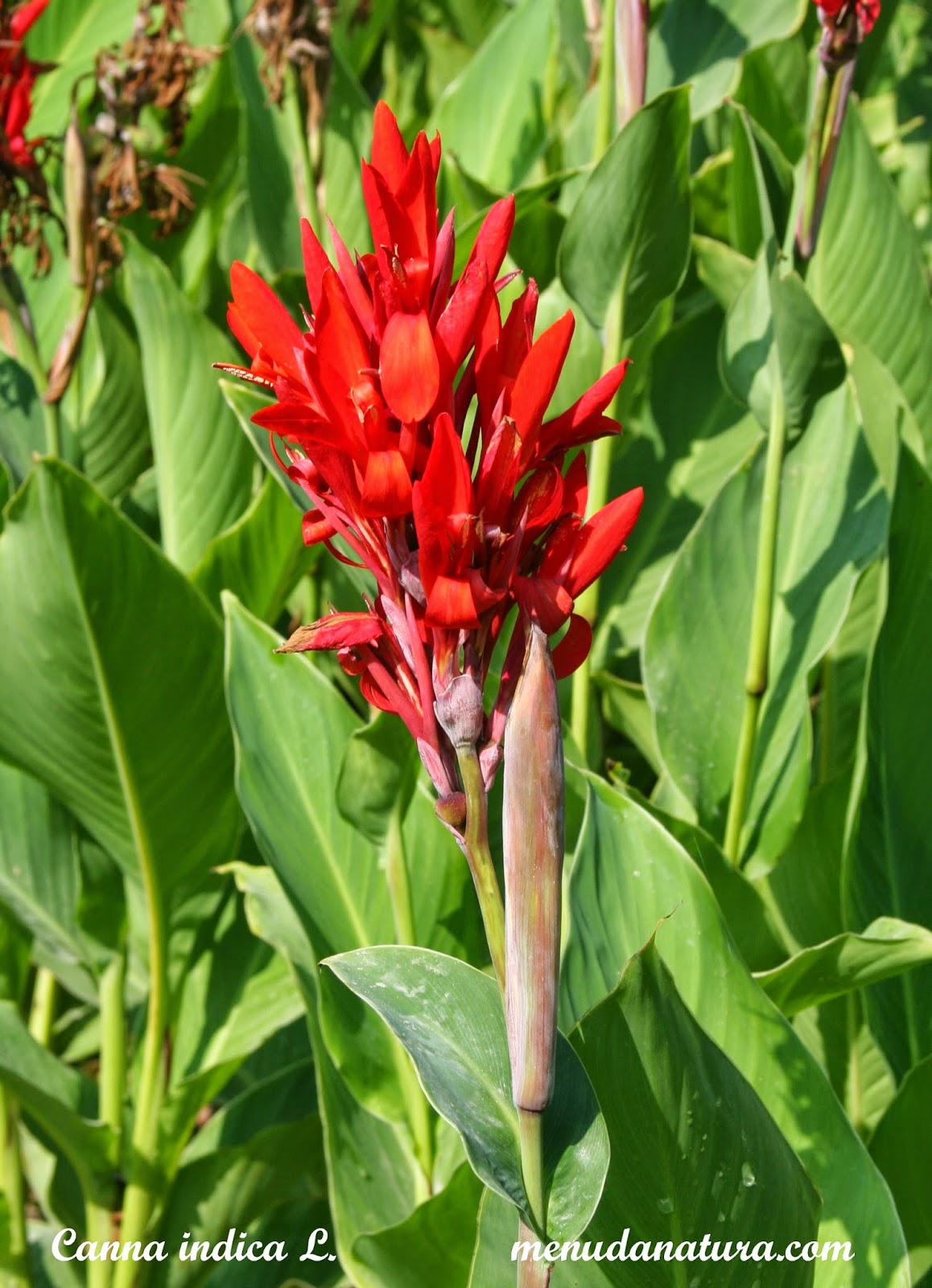 El Jardí de Menuda Natura: Canna. Canya d’Índia