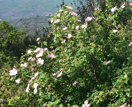 cardarelli e la focaccia genovese