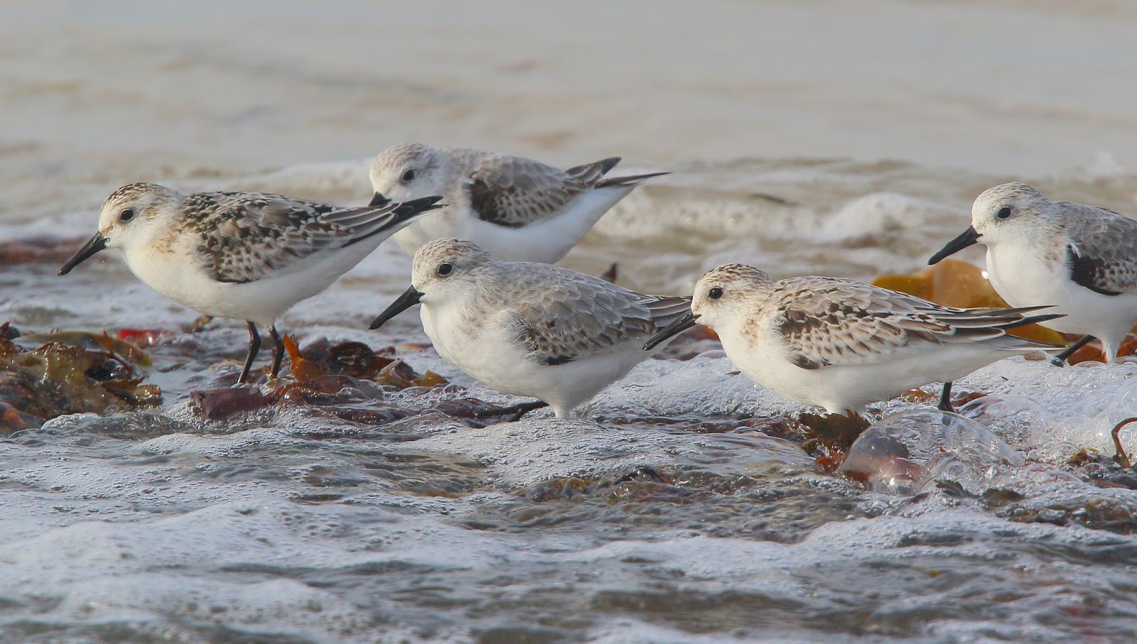 Mark's Wild Thyme Birding: Sanderlings feeding on the the beach.