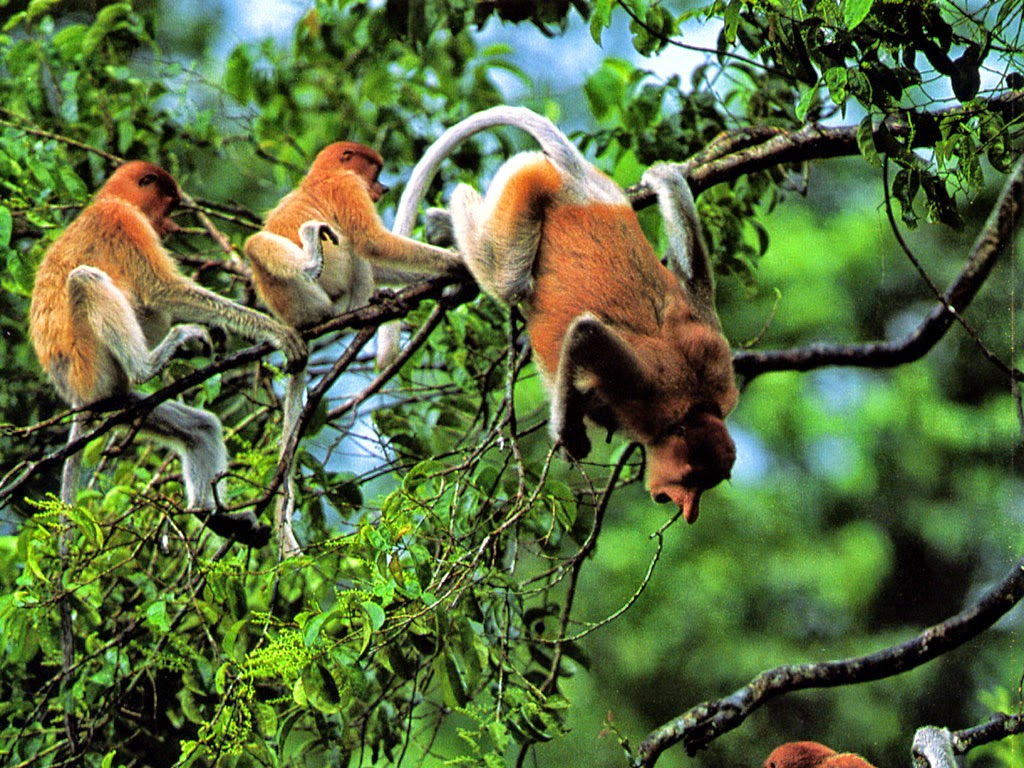 ΠΙΘΗΚΟΣ PROBOSCIS photos - wallpapers | the fun bank