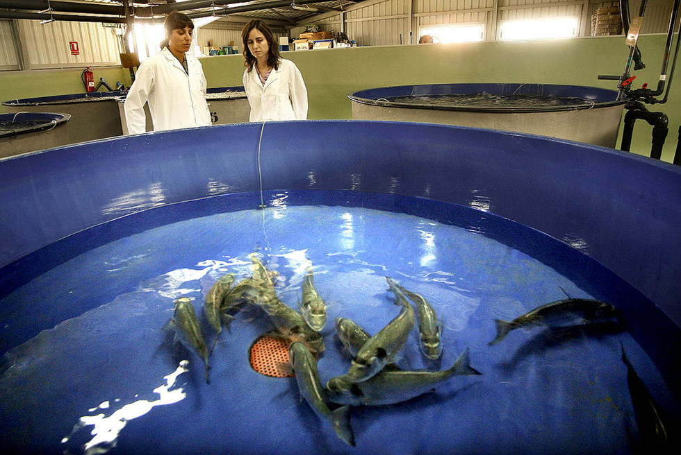 Acuicultura, Fisiología y Reproducción: OFERTA BECAS JAE-INTRO (CSIC ...