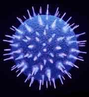 La Biologia: La Virologia y Sus Relacion Con la Biologia