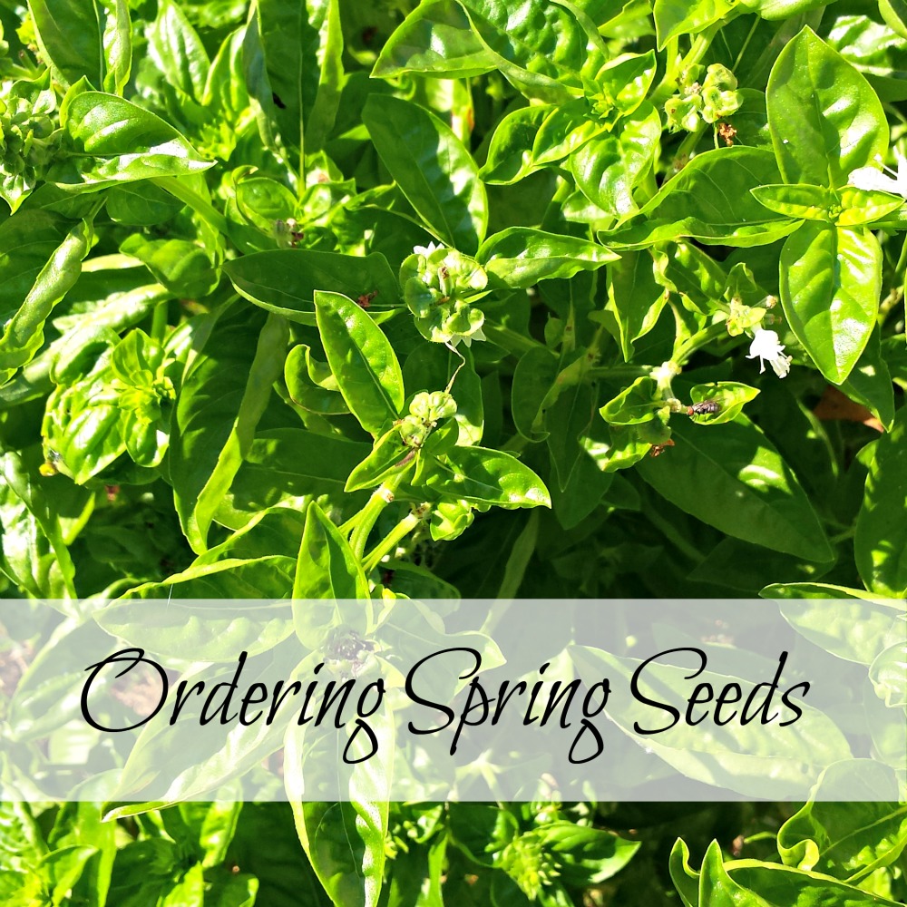When To Order Seeds For Spring Planting at Donald Pepper blog