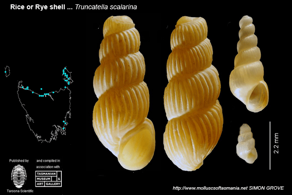 Lola Greeno's maireener workshop: The Shells