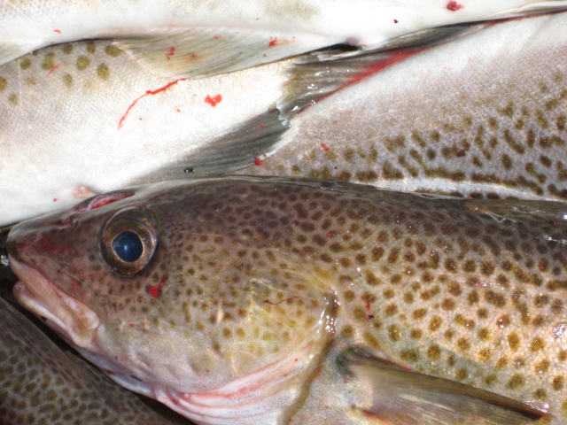 NEWFOUNDLAND RUGHOOKER