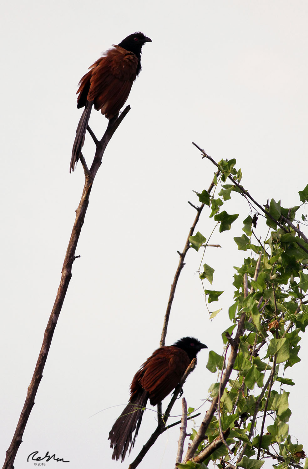 Birds and Nature Photography @ Raub: Greater Coucal Sunning