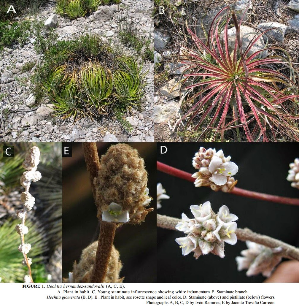 Species New to Science: [Botany • 2013] Hechtia hernandez-sandovalii ...