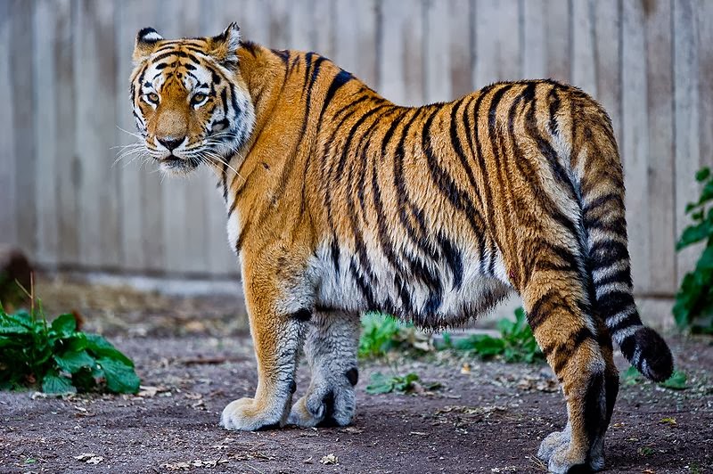 zooanimal: tigre de Sibérie