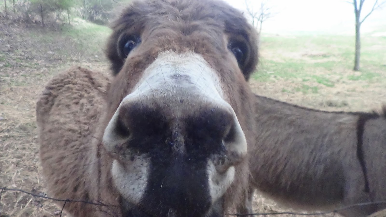 WATERFALL ROAD: DONKEY MATES