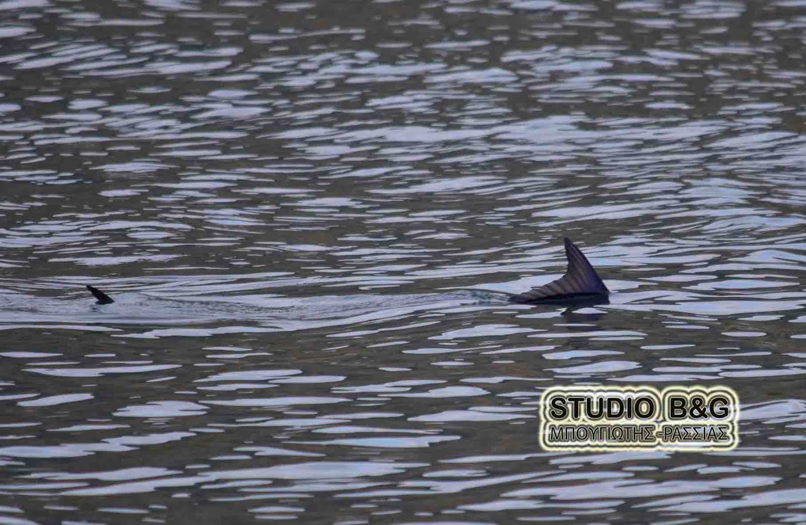 Φωτογραφία: ΝΑΥΠΛΙΟ: ΣΚΥΛΟΨΑΡΟ ΣΤΗΝ ΠΑΡΑΛΙΑ ΤΗΣ ΚΑΡΑΘΩΝΑΣ.