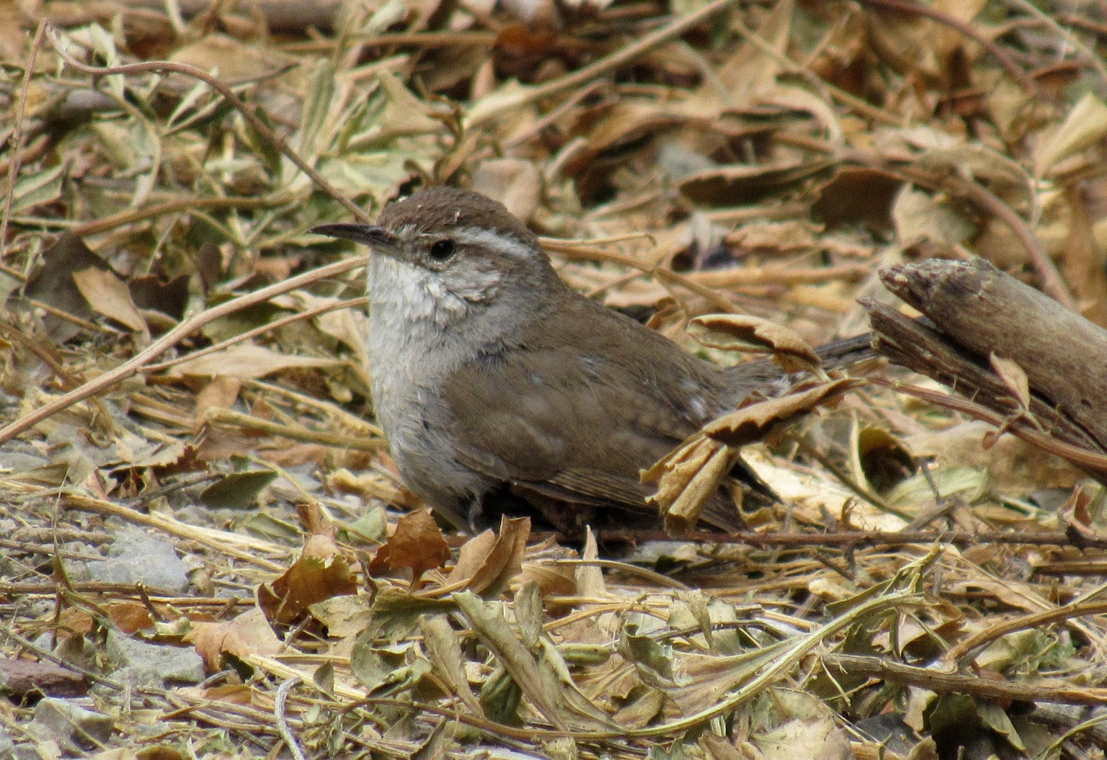 Coyote Brush of California's Coastal Scrub and Chaparral