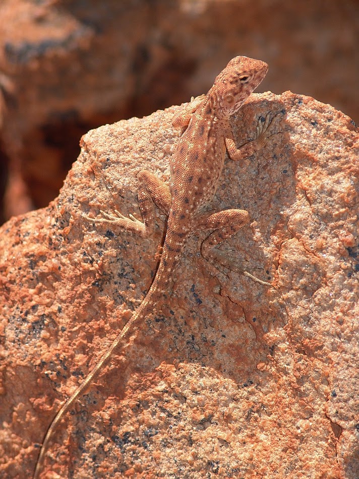 Catalogue of Organisms: March 2014