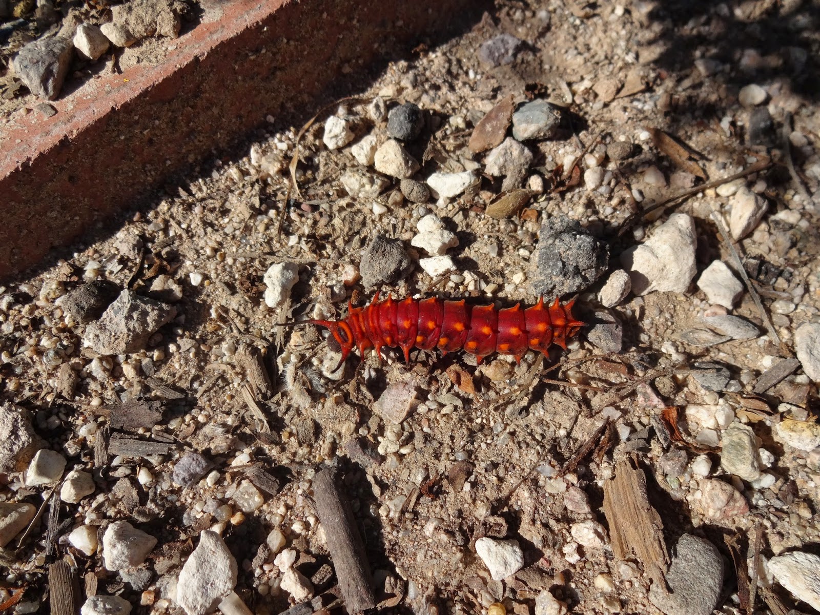 The Scientific Gardener: 9/1/14 - 10/1/14