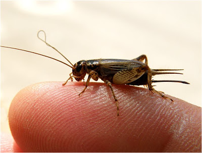 desde mi azotea: septiembre 2017