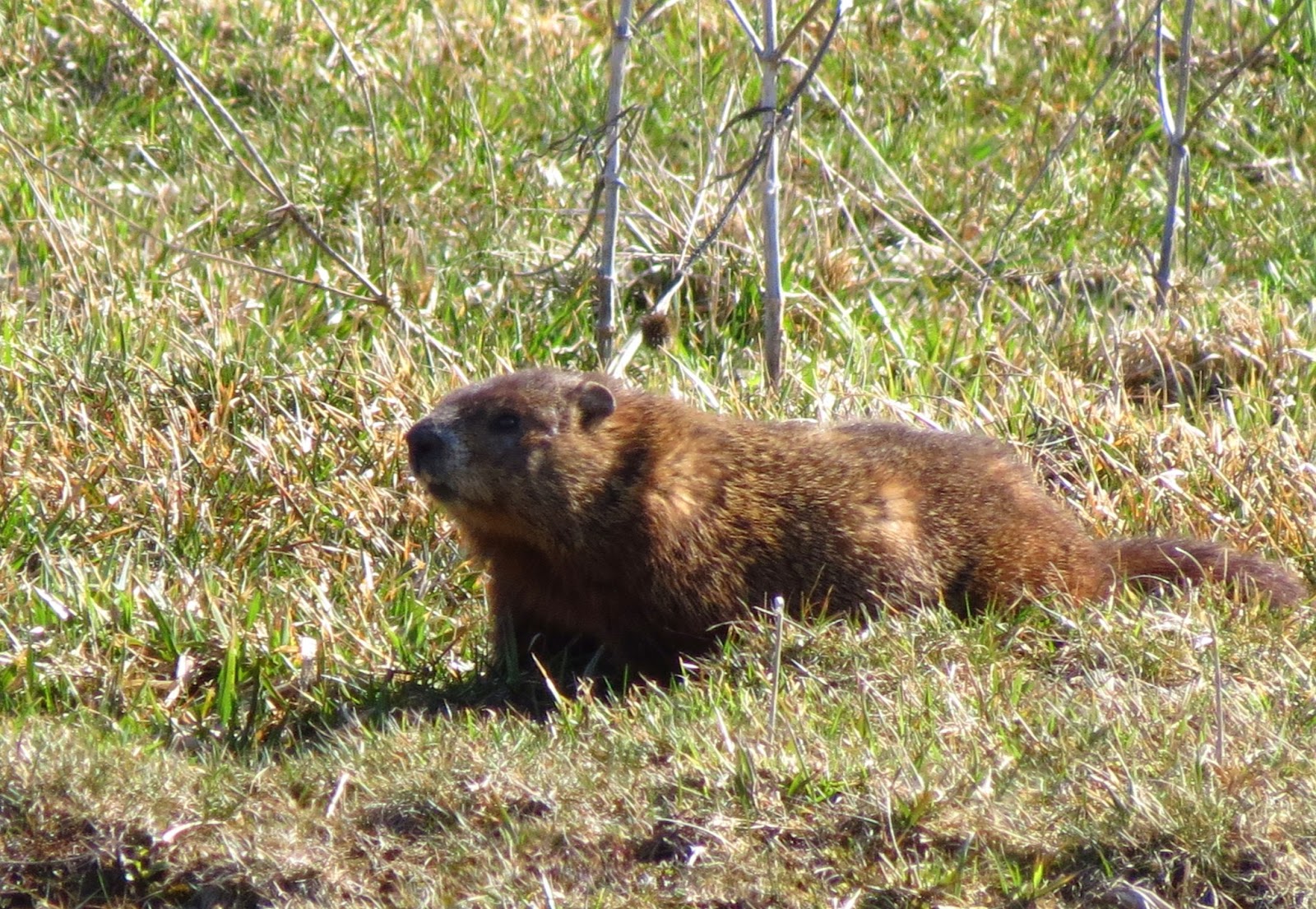 Ground Hog - Travels With Birds