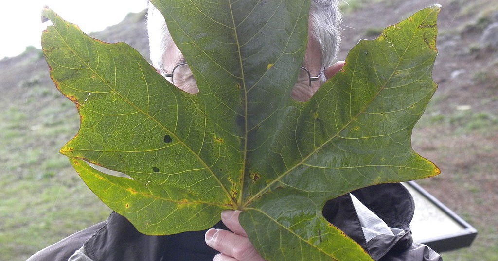 The Whatcom County Weeder's Digest: THE CASE OF THE MORIBUND MAPLES