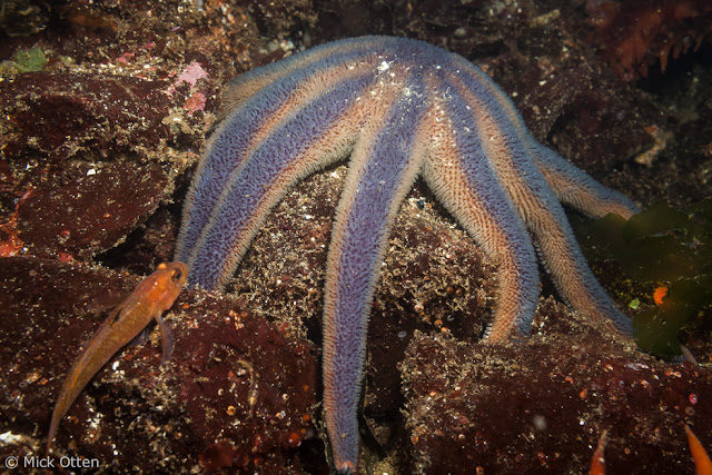 Mick's marine biology: Sea stars of Vancouver Island - part 1