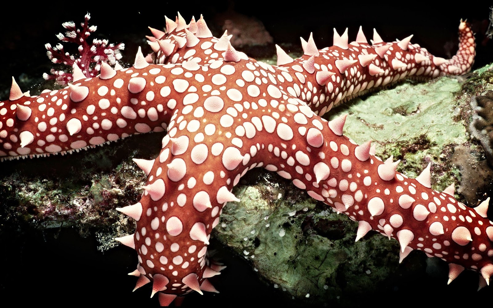 Beautiful Wallpapers: Star Fish Wallpapers