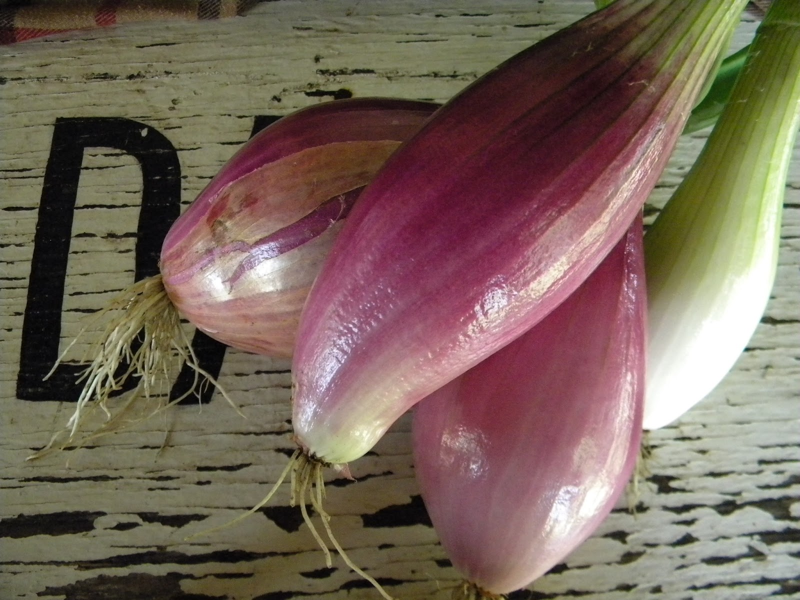 Harvest Kitchen Sisters: Onions, onions and more onions