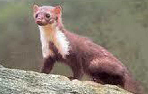 Asociacion de Cazadores Valles de Bielsa: La fuina