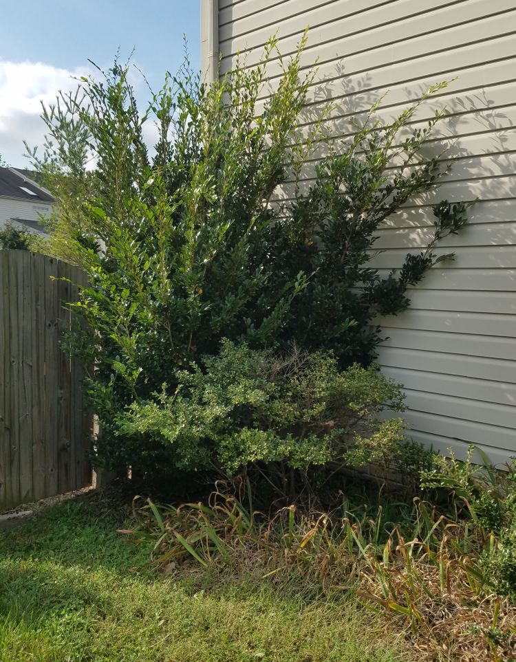 Future Plants by Randy Stewart: Isu Tree