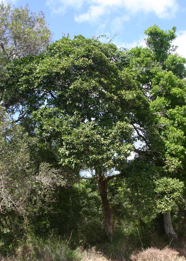 Toowoomba Plants: Native Caper Tree