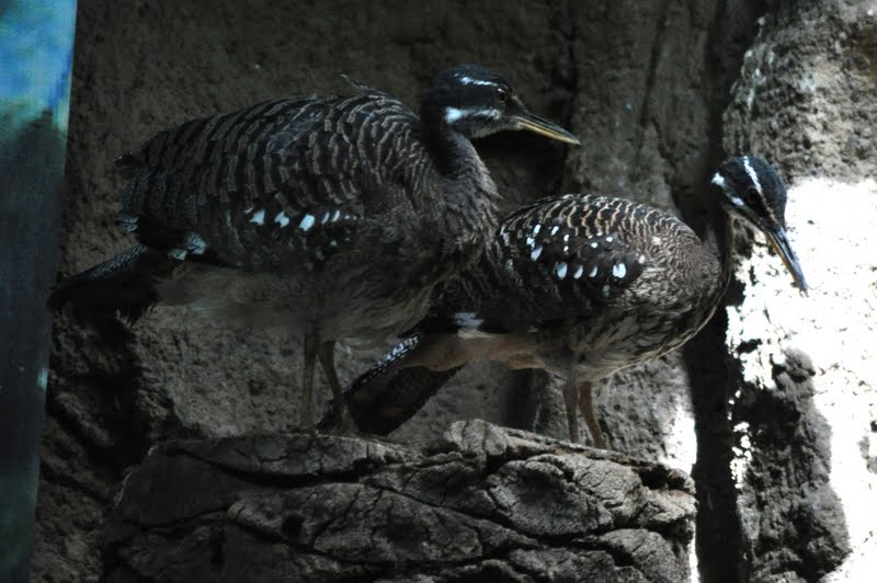 ZOOTOGRAFIANDO (6.100 ANIMALS): AVE SOL / SUNBITTERN (Eurypyga helias)
