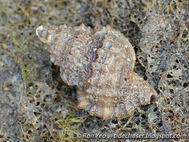tHE tiDE cHAsER: Tritons & Trumpet Shell (Phylum Mollusca: Family ...