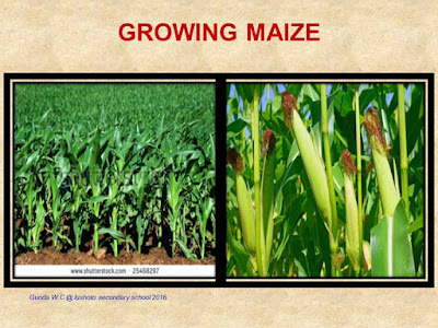 NYUMBA: AGRICULTURE - MAIZE PRODUCTION (LESSON NOTES FOR FORM TWO)
