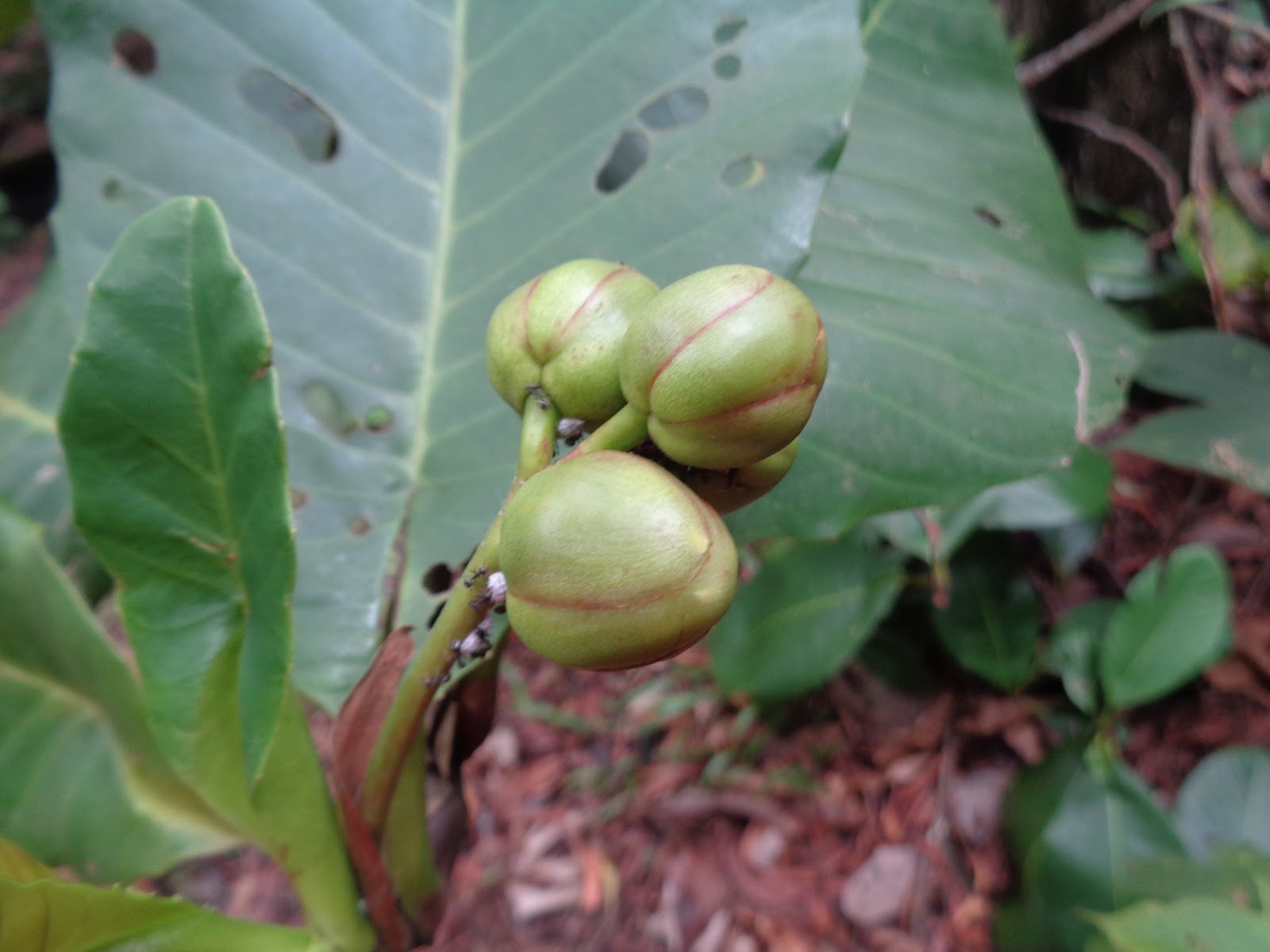 Keanekaragaman Hayati (pengalaman bersama Conservationist) bagian 1