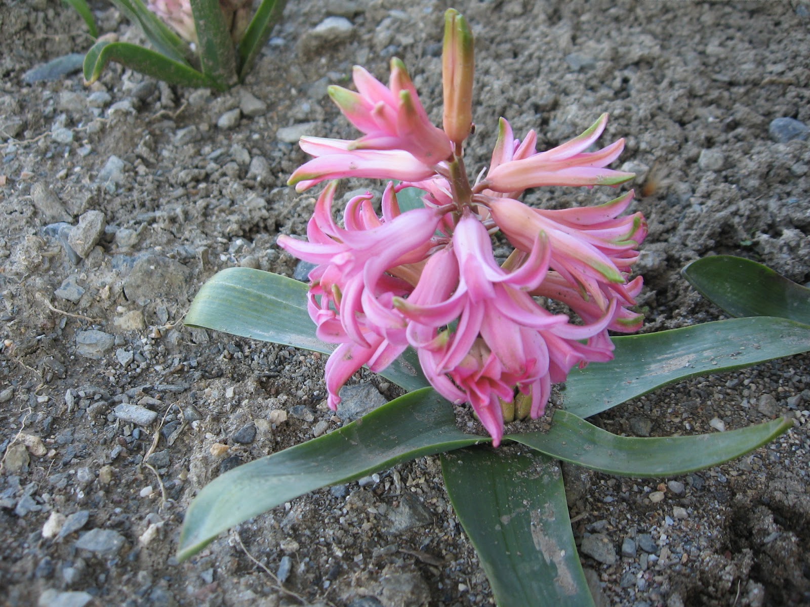 Cittaslow Botanik Park: SÜMBÜL ÇİÇEĞİ NEDEN GÜZEL KOKAR