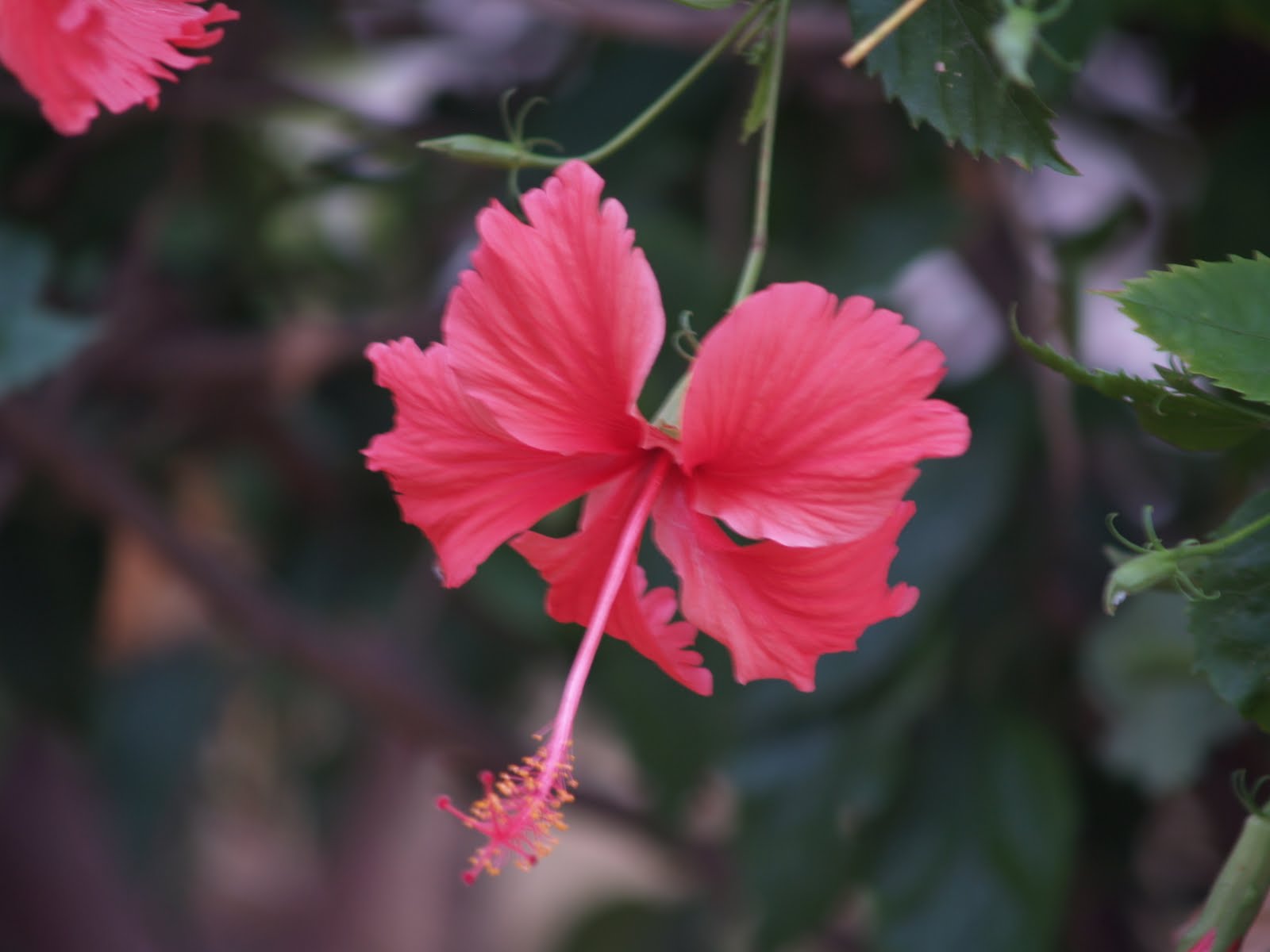 PhotographicCollection: Hibiscus - Red Color