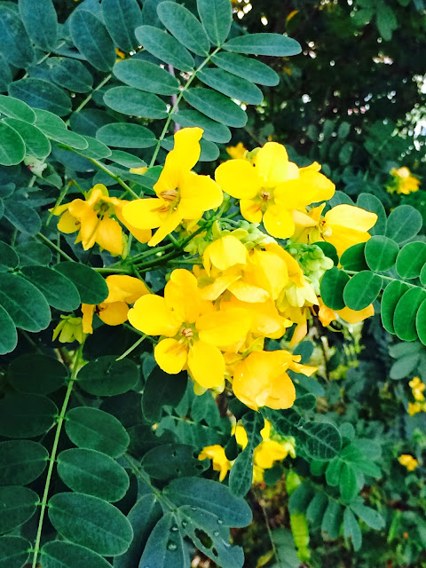 Asucre Cassia Auriculata ~ Avarampoo ~ Senna Auriculata