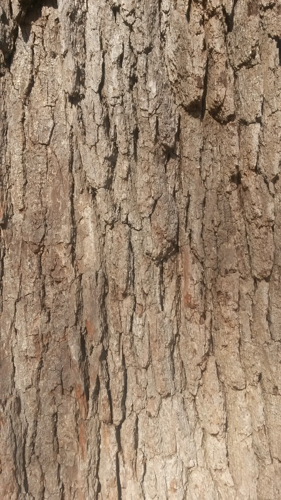 Nature Photography and Facts : Bur Oak
