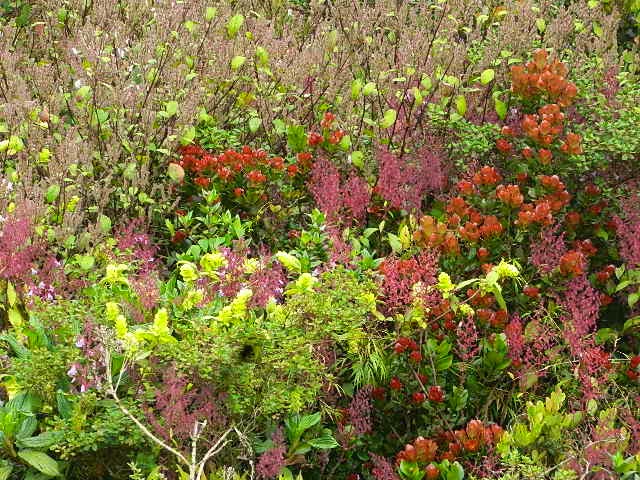 Nelu flowers- Strobilanthes-Horton plains in Sri Lanka | SL Flora